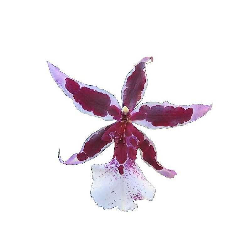 Believe | Mag. Brigitte Reinberger