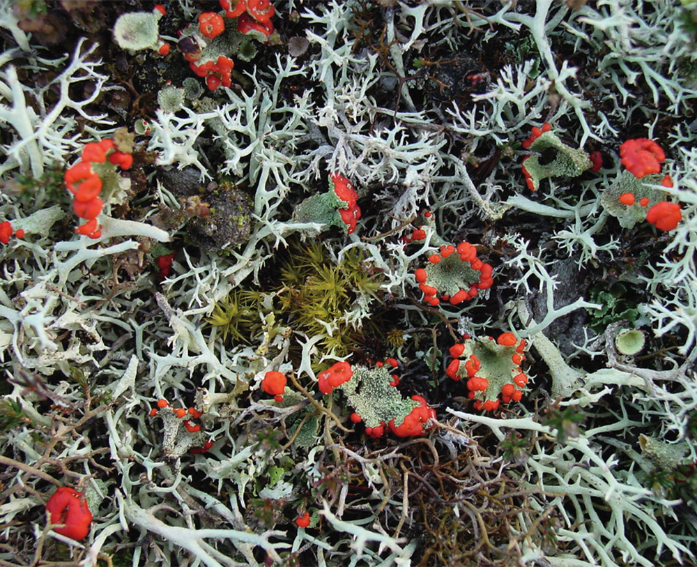 Elf Cup Lichen | Mag. Brigitte Reinberger