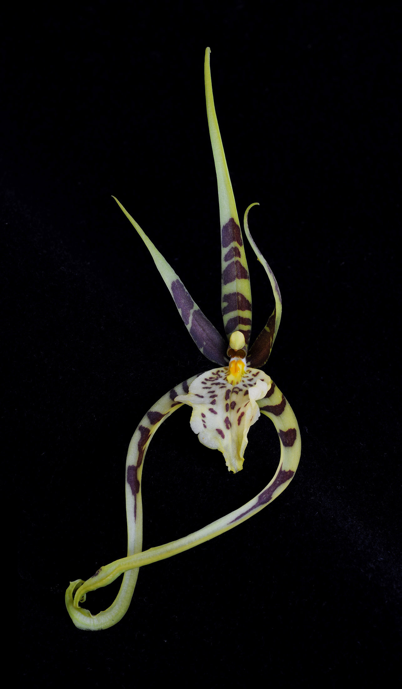 Heaven´s Gate | Mag. Brigitte Reinberger