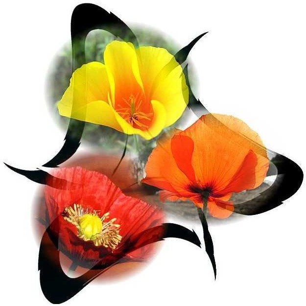 Mohn Trio | Mag. Brigitte Reinberger