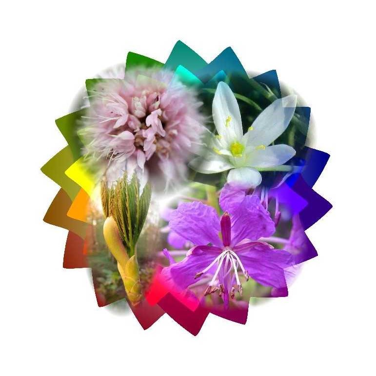 Narben Kombi | Mag. Brigitte Reinberger