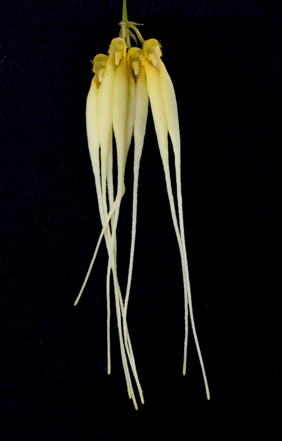 Silver Ghost | Mag. Brigitte Reinberger